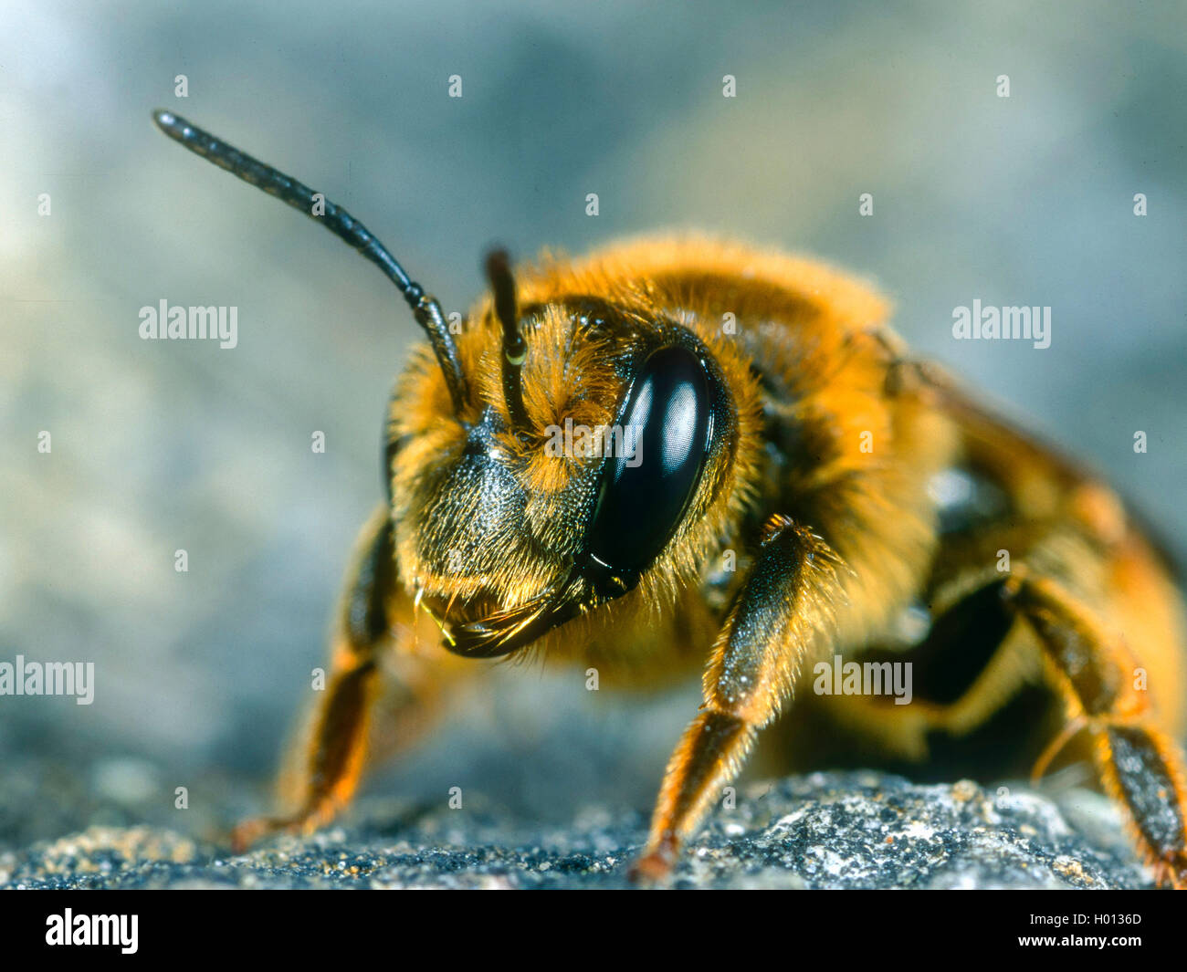Large hairy bee hi-res stock photography and images - Alamy