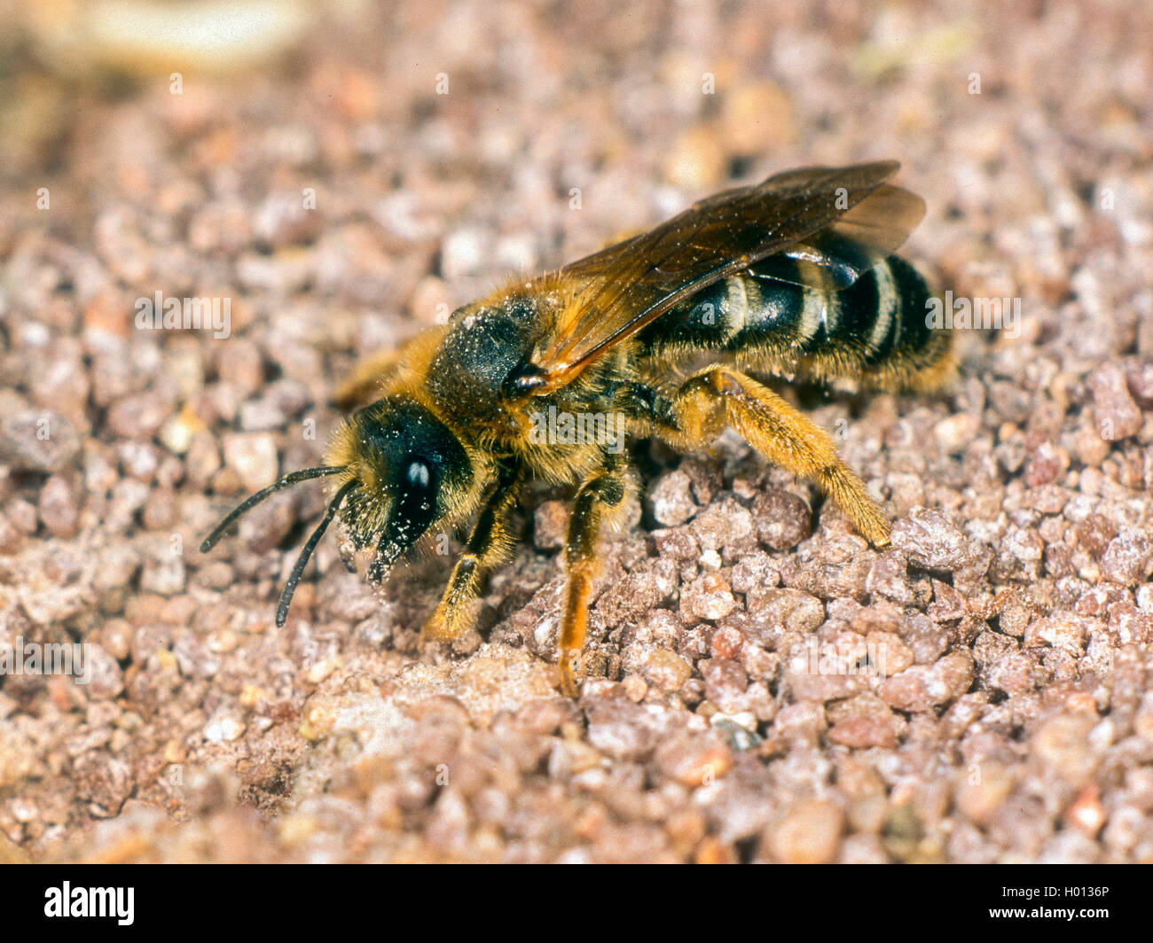 Close up six female hi-res stock photography and images - Alamy