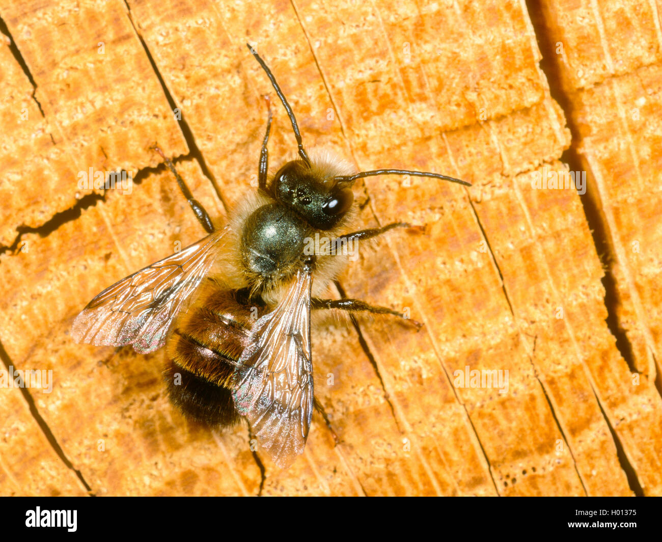 Rote Mauerbiene (Osmia rufa, Osmia bicornis), Maennchen, Deutschland ...