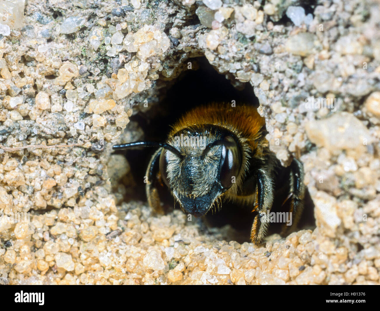 Large anthid bee (Anthidium byssinum), Female at nest, Germany Stock ...