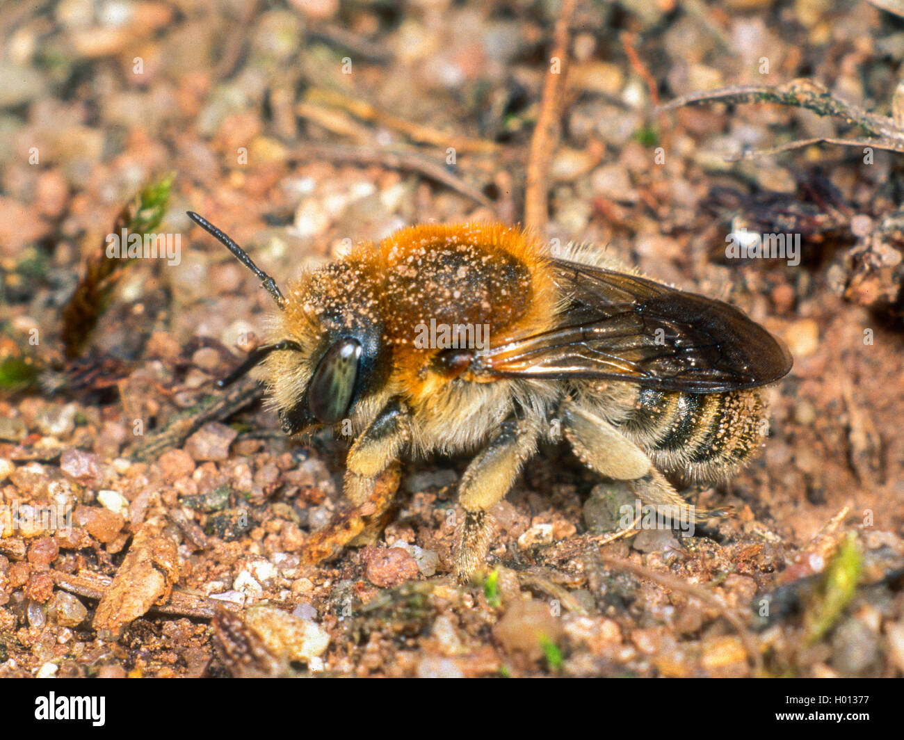 Anthidium nest hi-res stock photography and images - Alamy