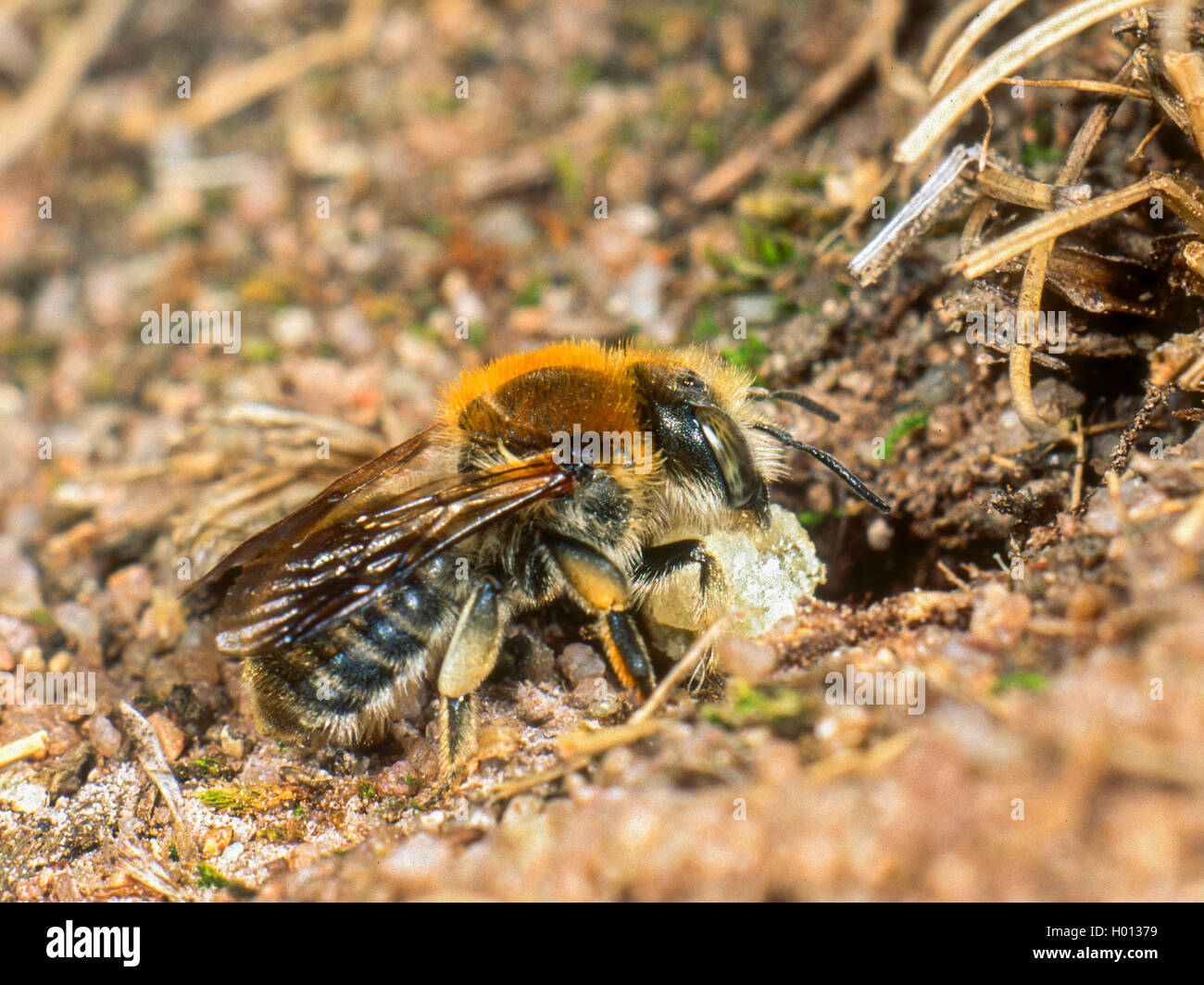 Large anthid bee (Anthidium byssinum), Female with resin from Scots ...
