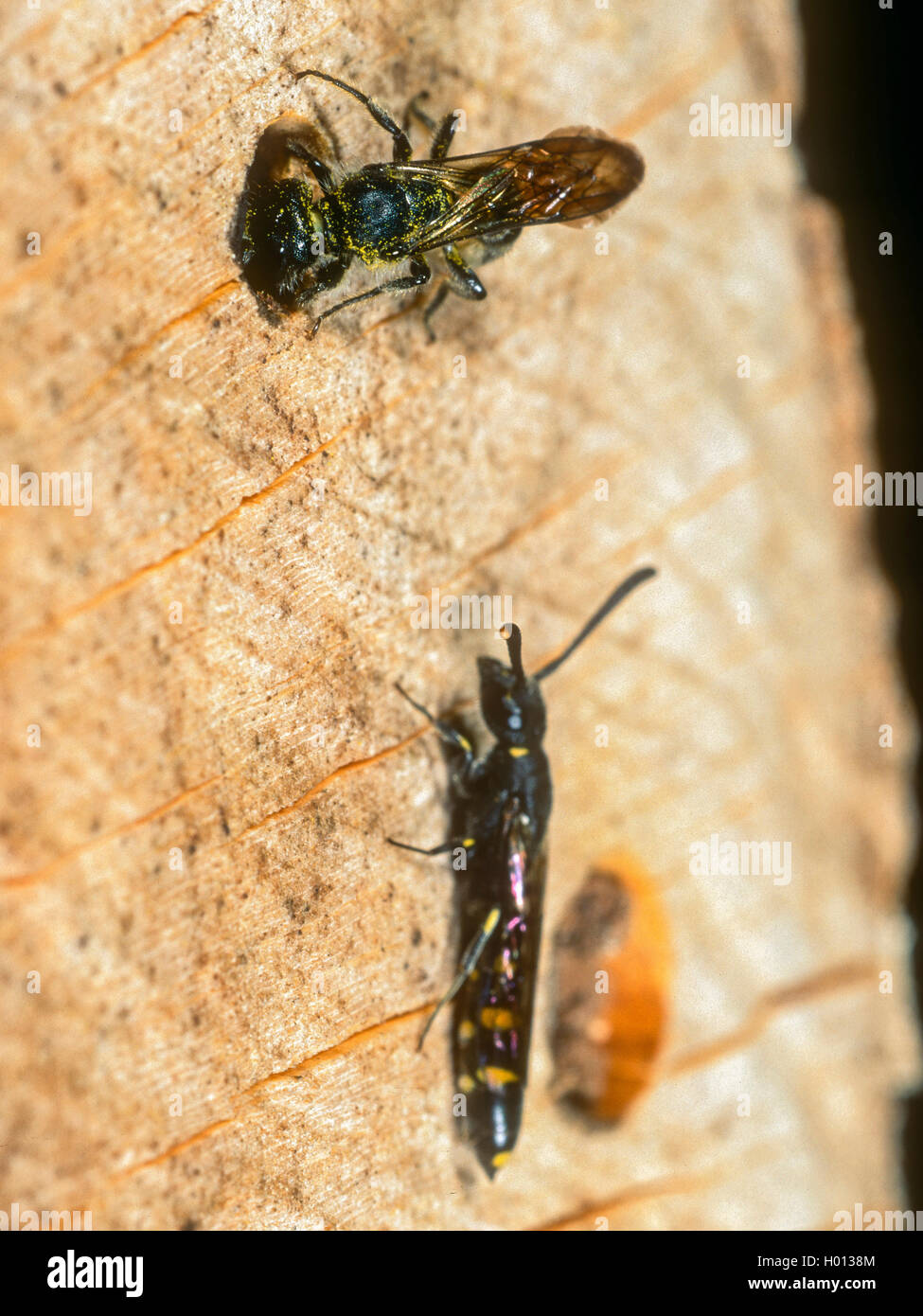Scissor bee (Osmia florisonmis, Chelostoma florisomne), Female at nest ...