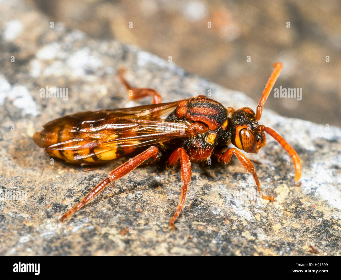 Flavous Nomad Bee (Nomada flava), Female sitting on a stone, Germany ...