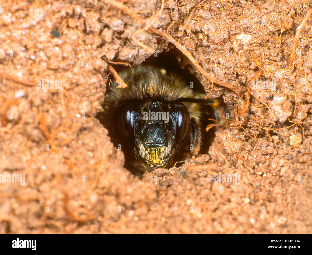 Common Central European flower bee (Anthophora acervorum, Anthophora ...