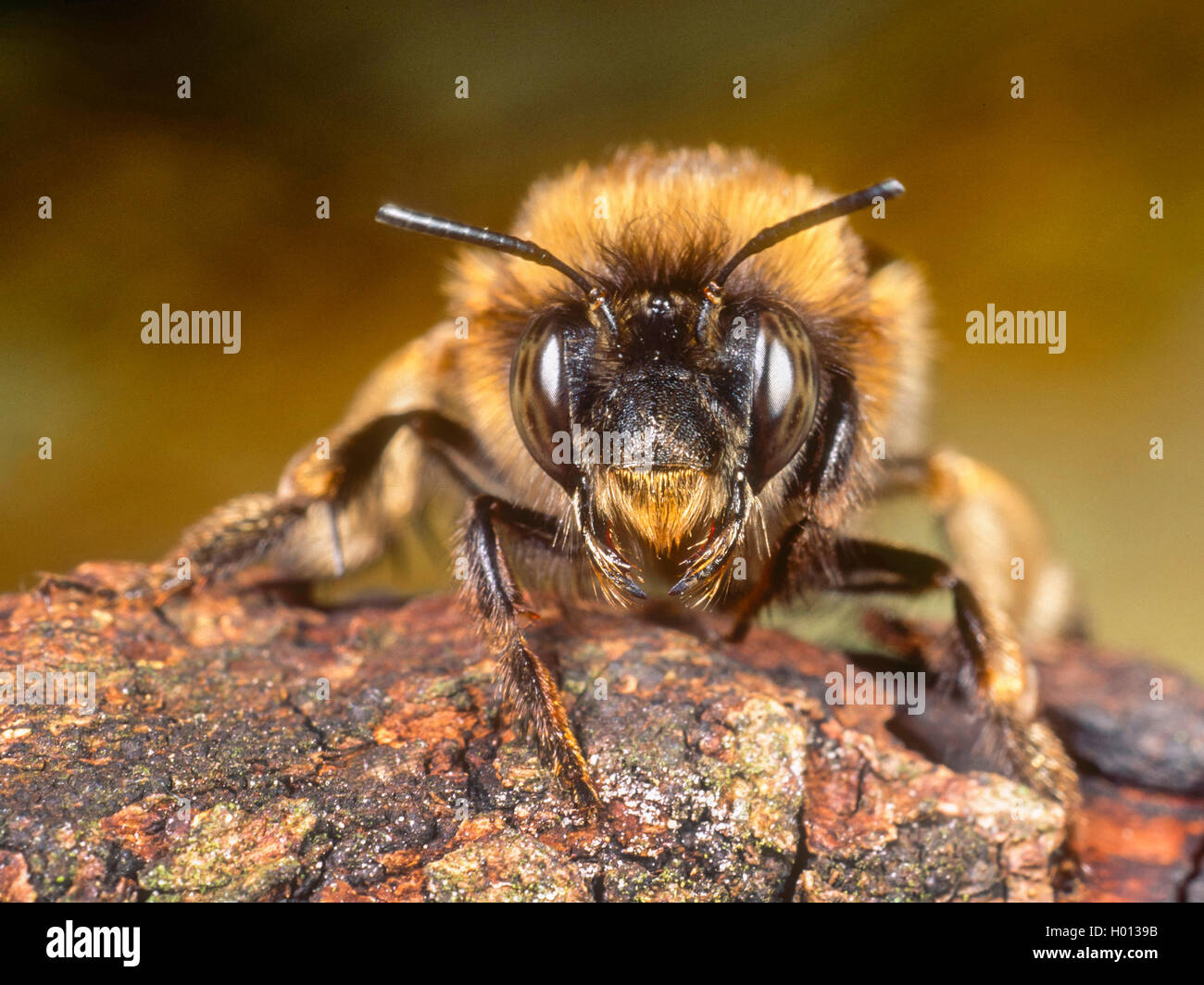 Common Central European flower bee (Anthophora acervorum, Anthophora ...