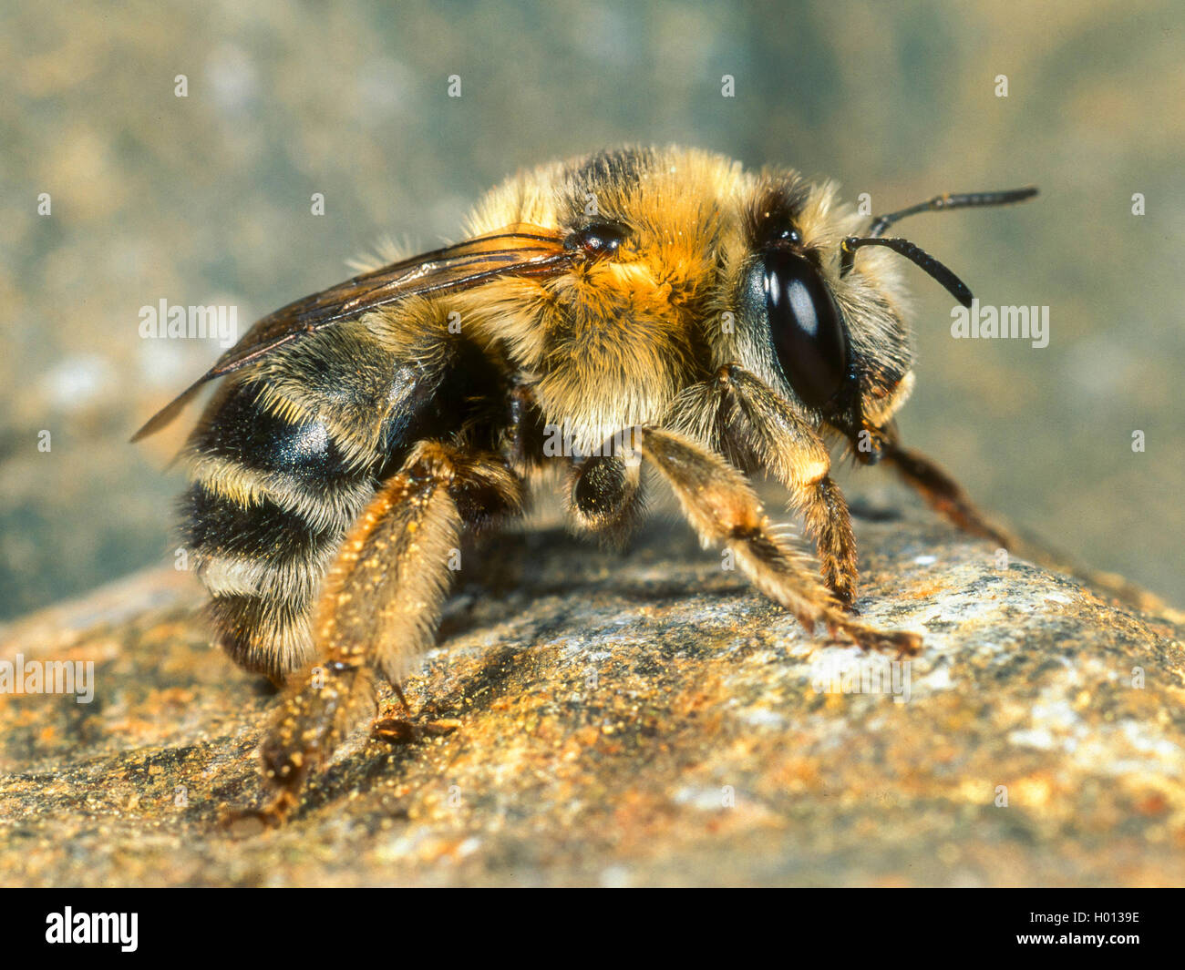 Flower bee (Anthophora aestivalis), female, Germany Stock Photo - Alamy