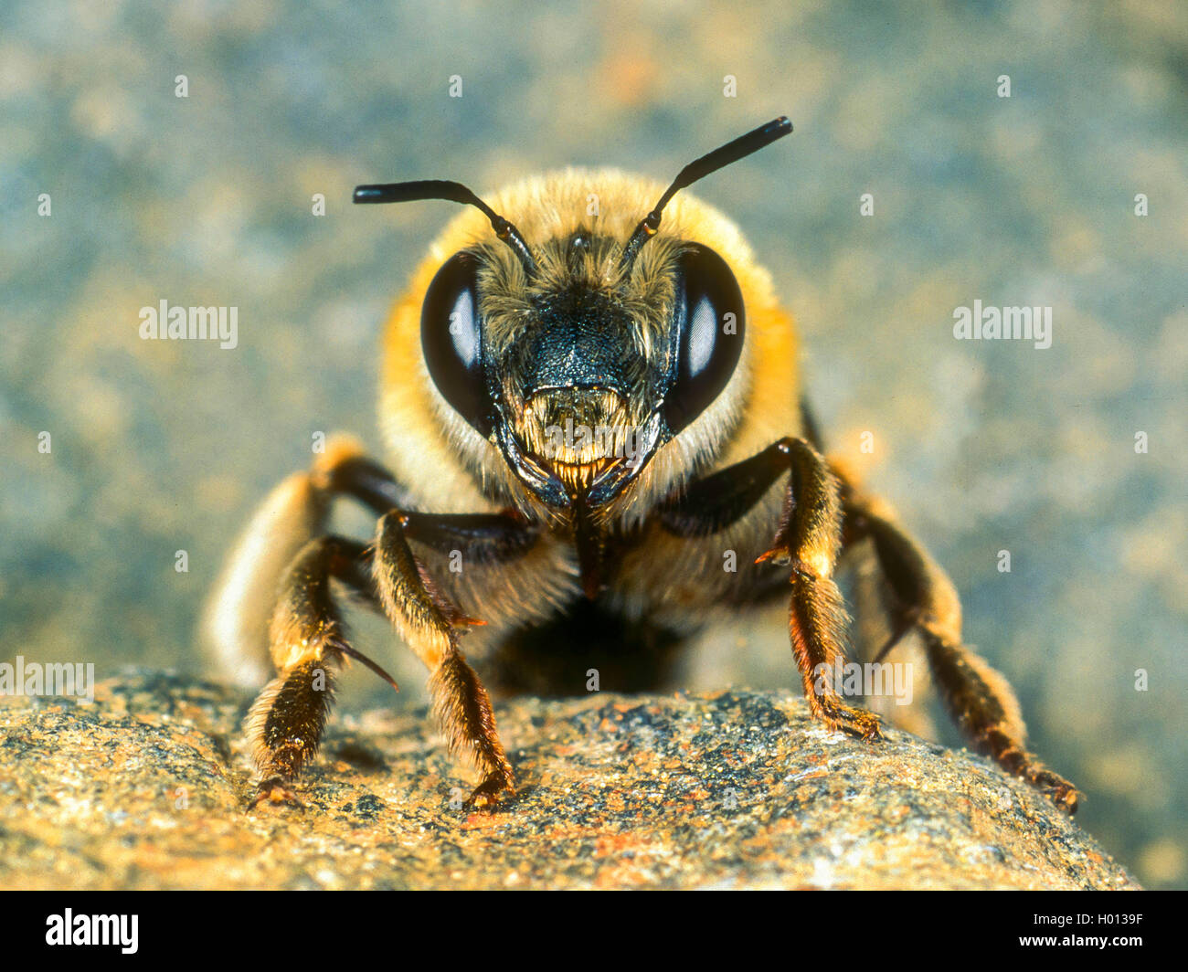 Flower bee (Anthophora aestivalis), female, Germany Stock Photo - Alamy
