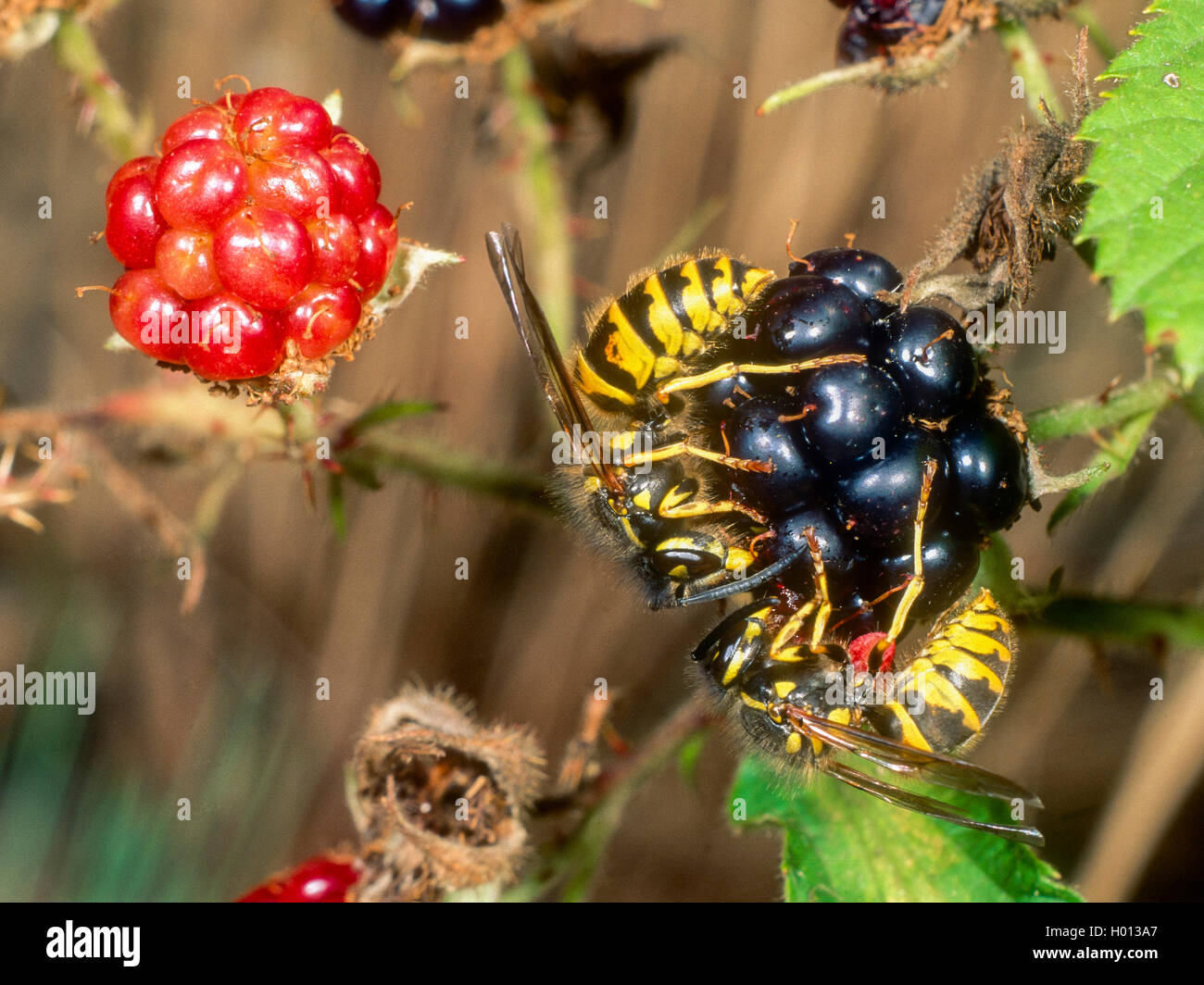 German wasp (Vespula germanica, Vespa germanica, Paravespula germanica ...