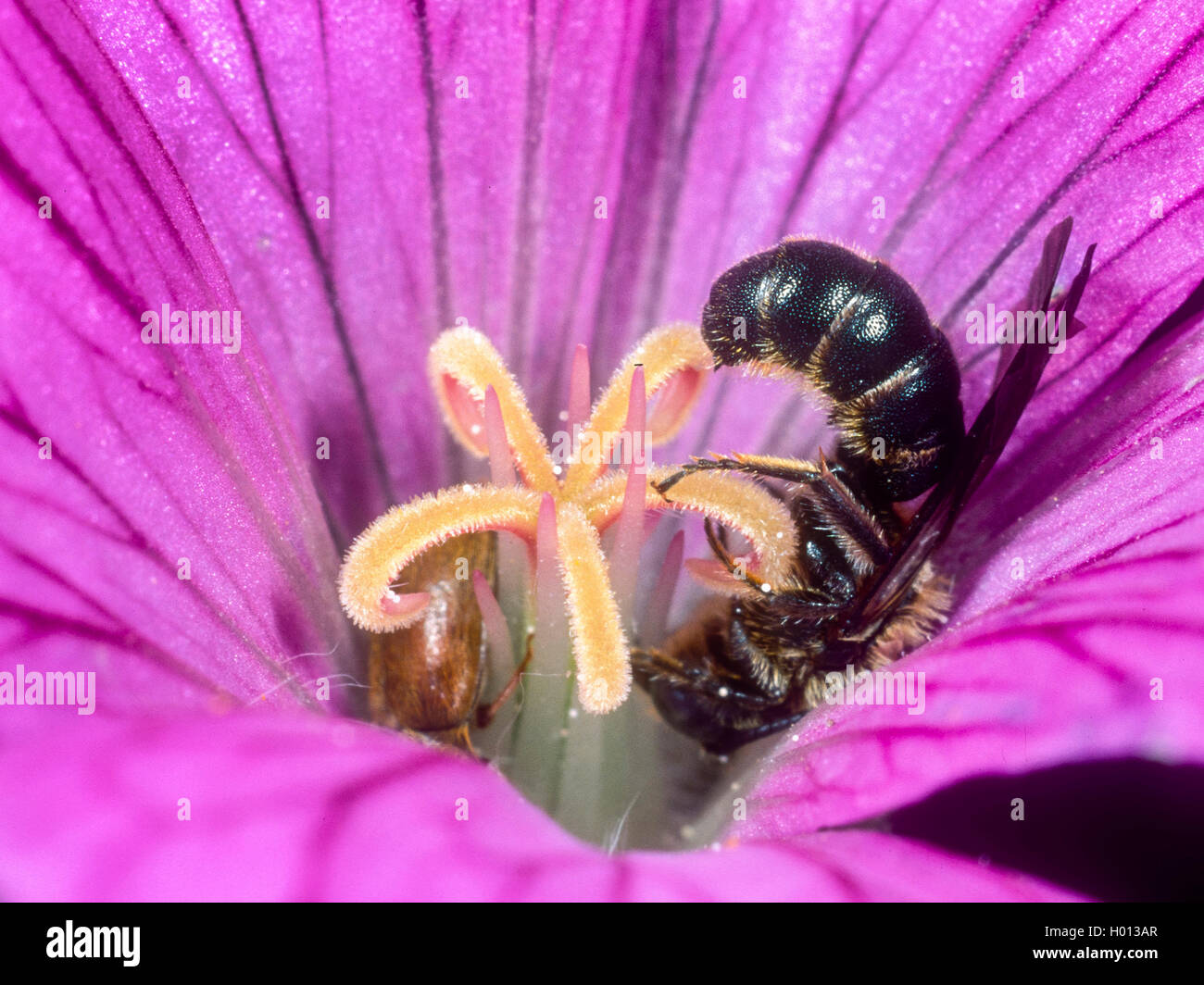 Scissor bee (Osmia florisonmis, Chelostoma florisomne), Female sleeps ...
