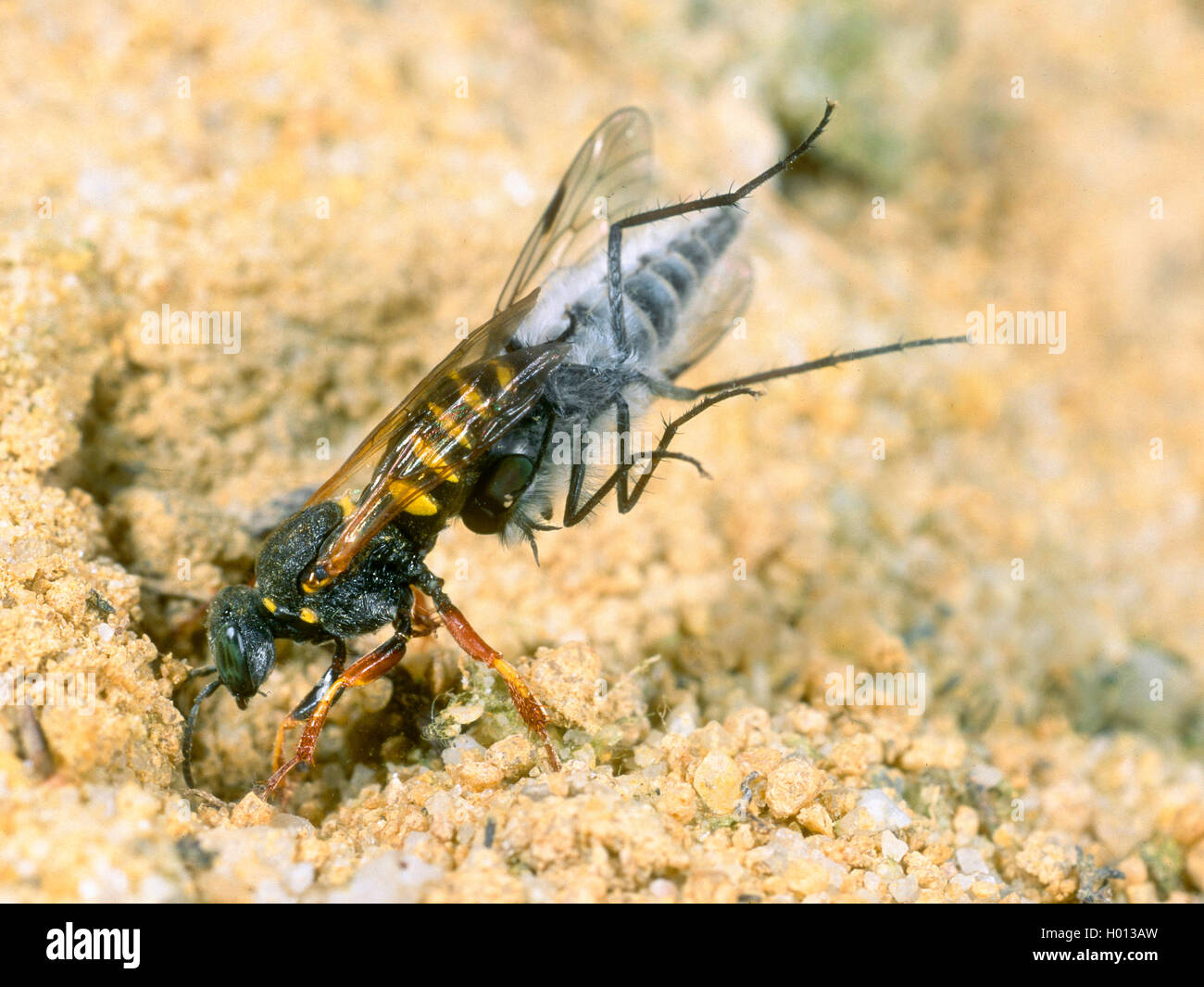 Oxybelus wasp fly hi-res stock photography and images - Alamy
