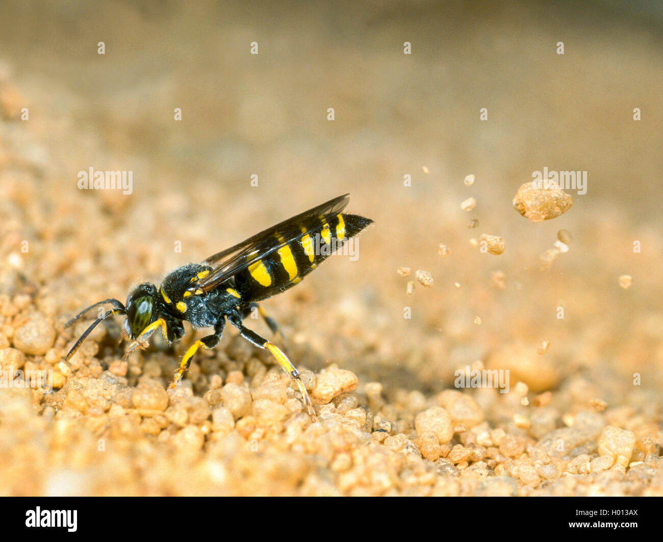 digger wasp (Bembecinus tridens), Female digging the nest, Germany ...