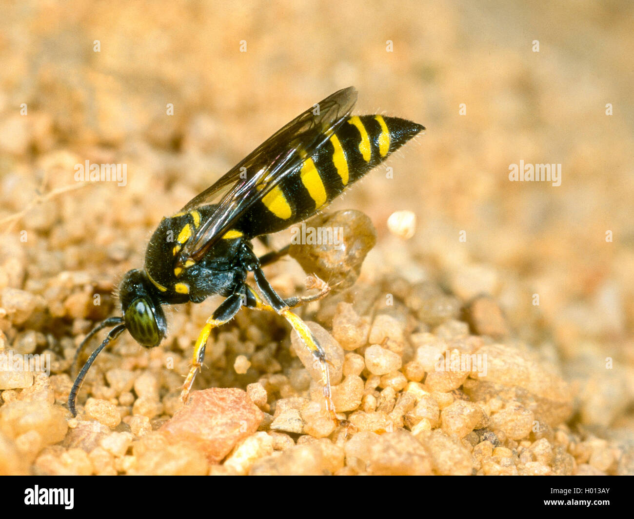 digger wasp (Bembecinus tridens), Female digging the nest, Germany ...