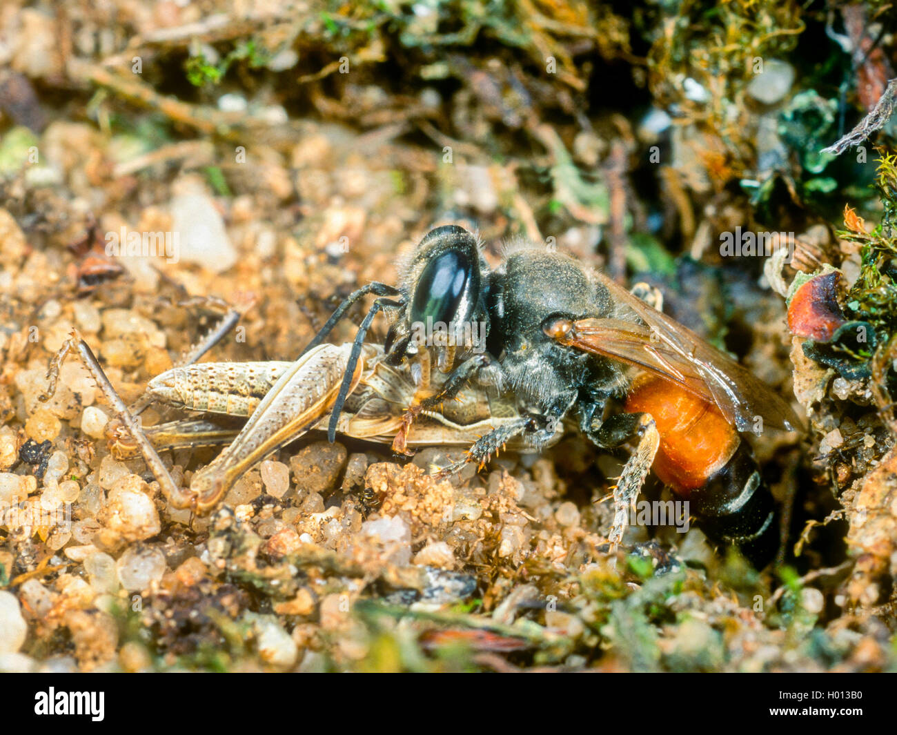 digger wasp (Tachytes panzeri), Female with prey (Grasshopper) at the ...