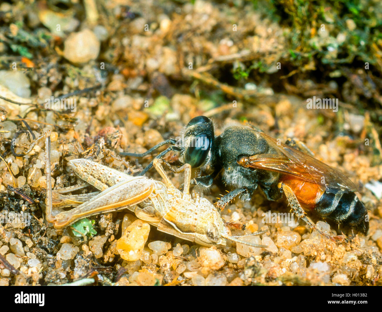 digger wasp (Tachytes panzeri), Female with prey (Grasshopper) at the ...