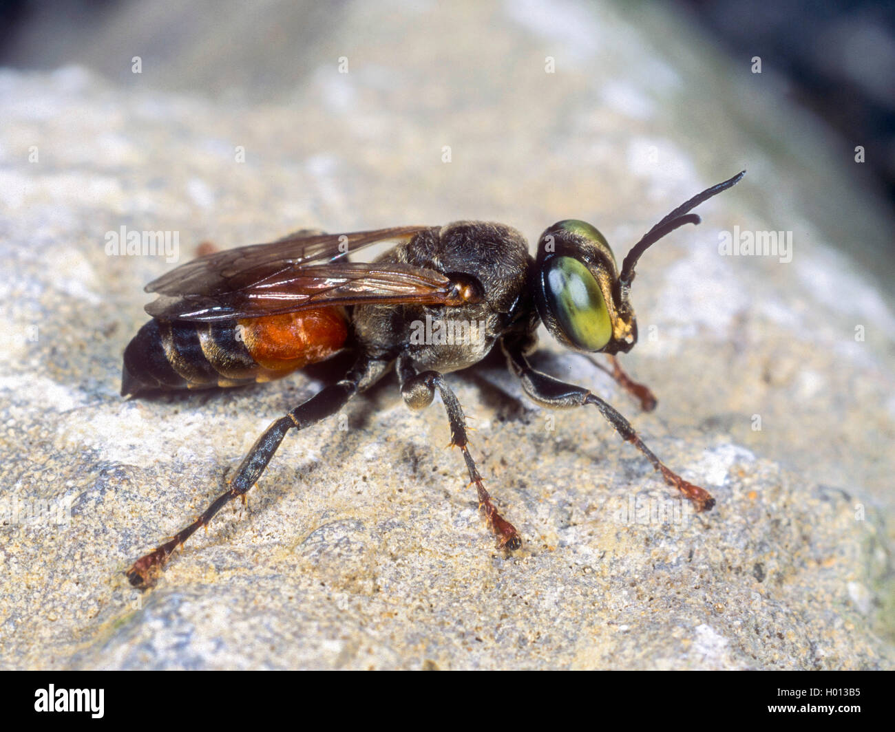 digger wasp (Tachytes panzeri), Female , Germany Stock Photo - Alamy