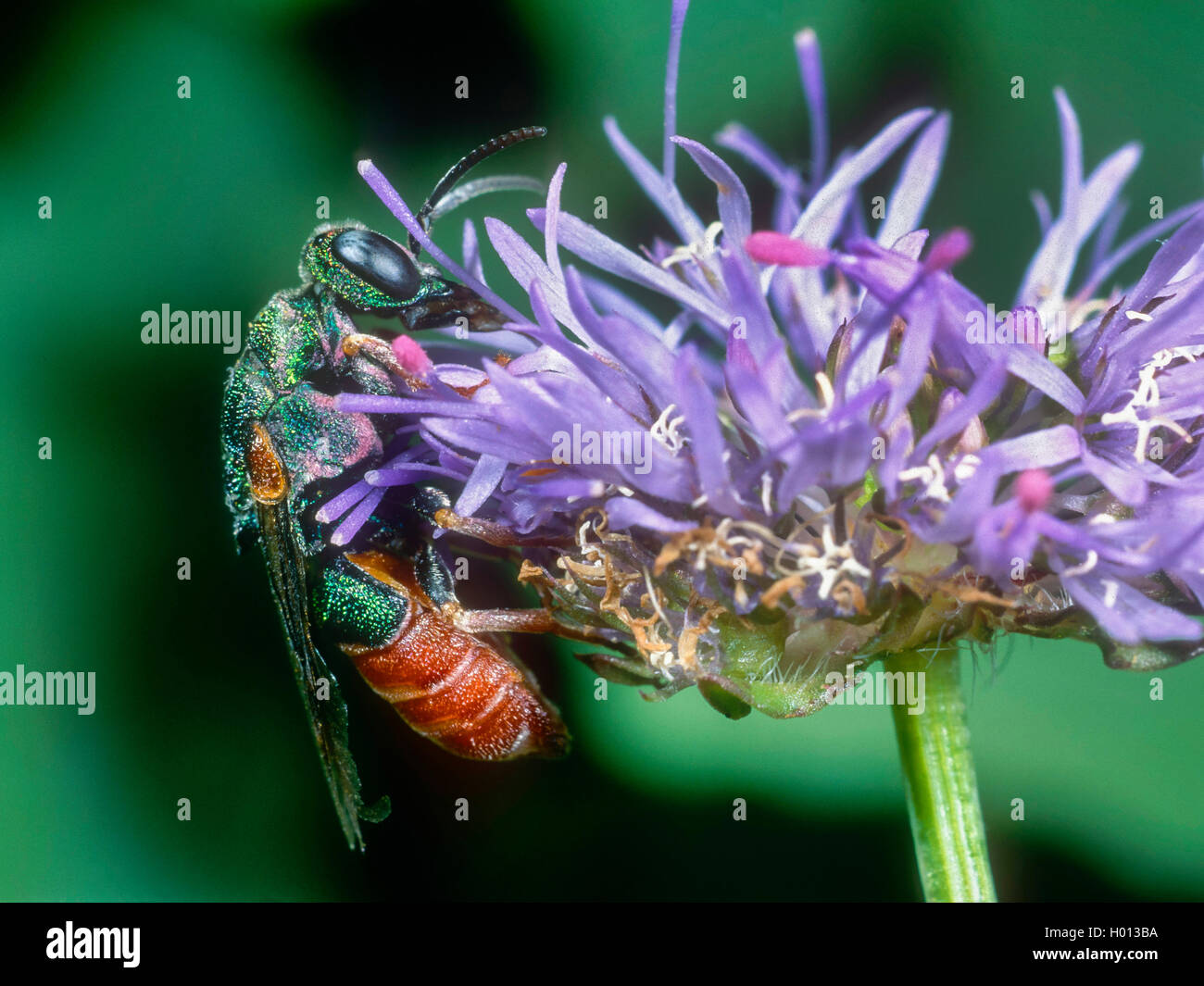 Gold wasp (Parnopes grandior), female foraging on Sheep's Bit Scabious ...