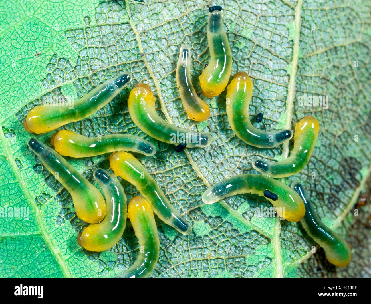 Giant Killer Worm Barry