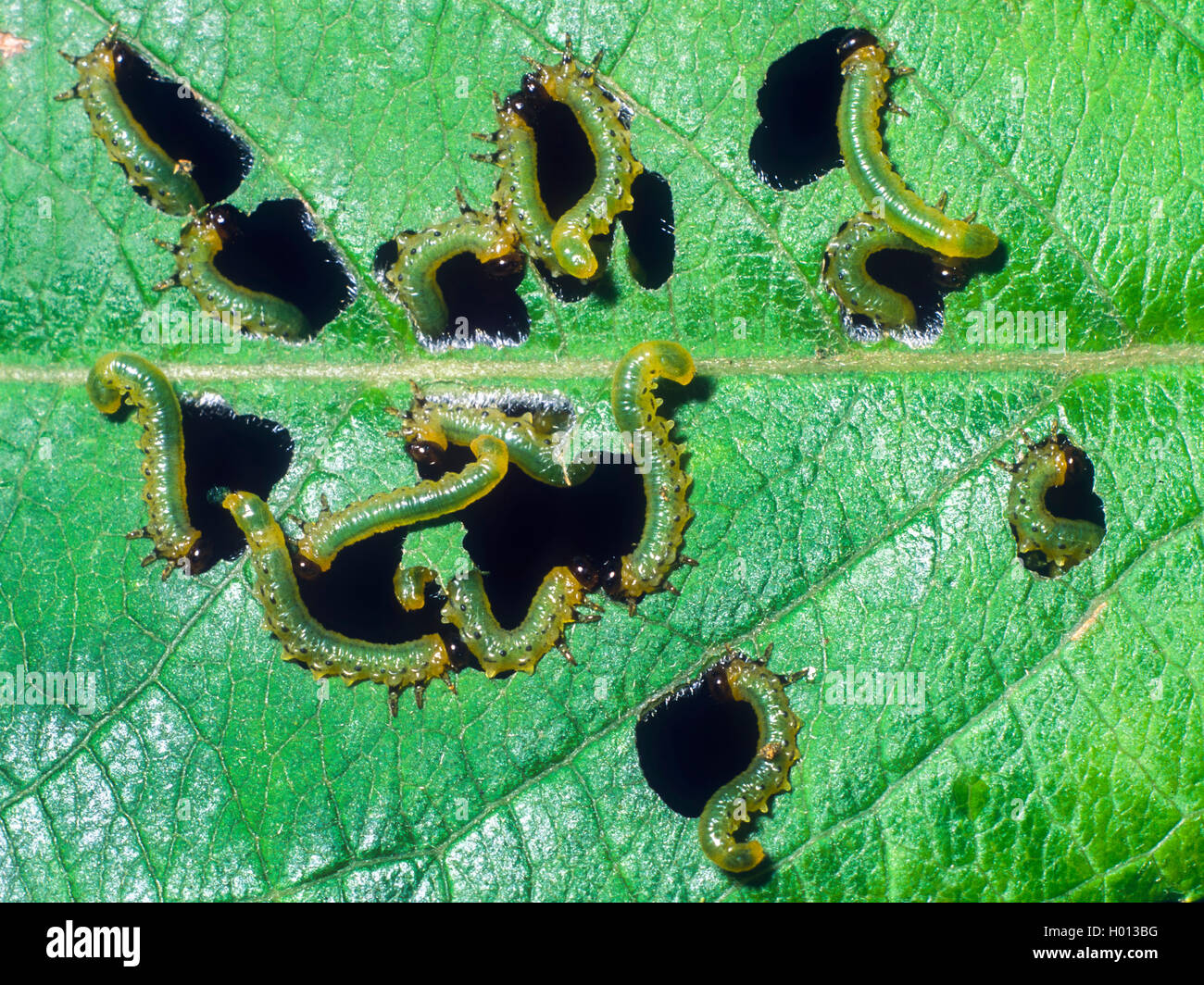 sawfly (Tenthredinidae), Young larvae fenestrate feeding pattern in ...