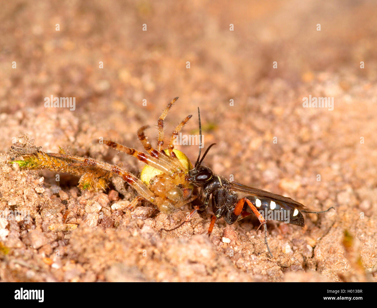Spider wasp (Episyron albonotatum), Female dragging captured ...