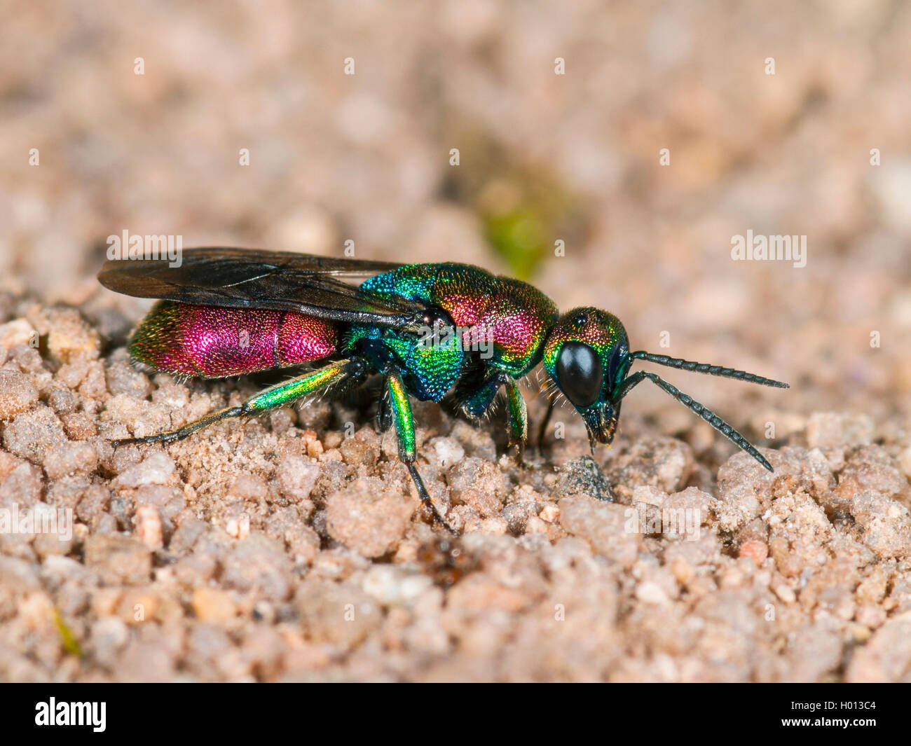 Gold insects hi-res stock photography and images - Alamy