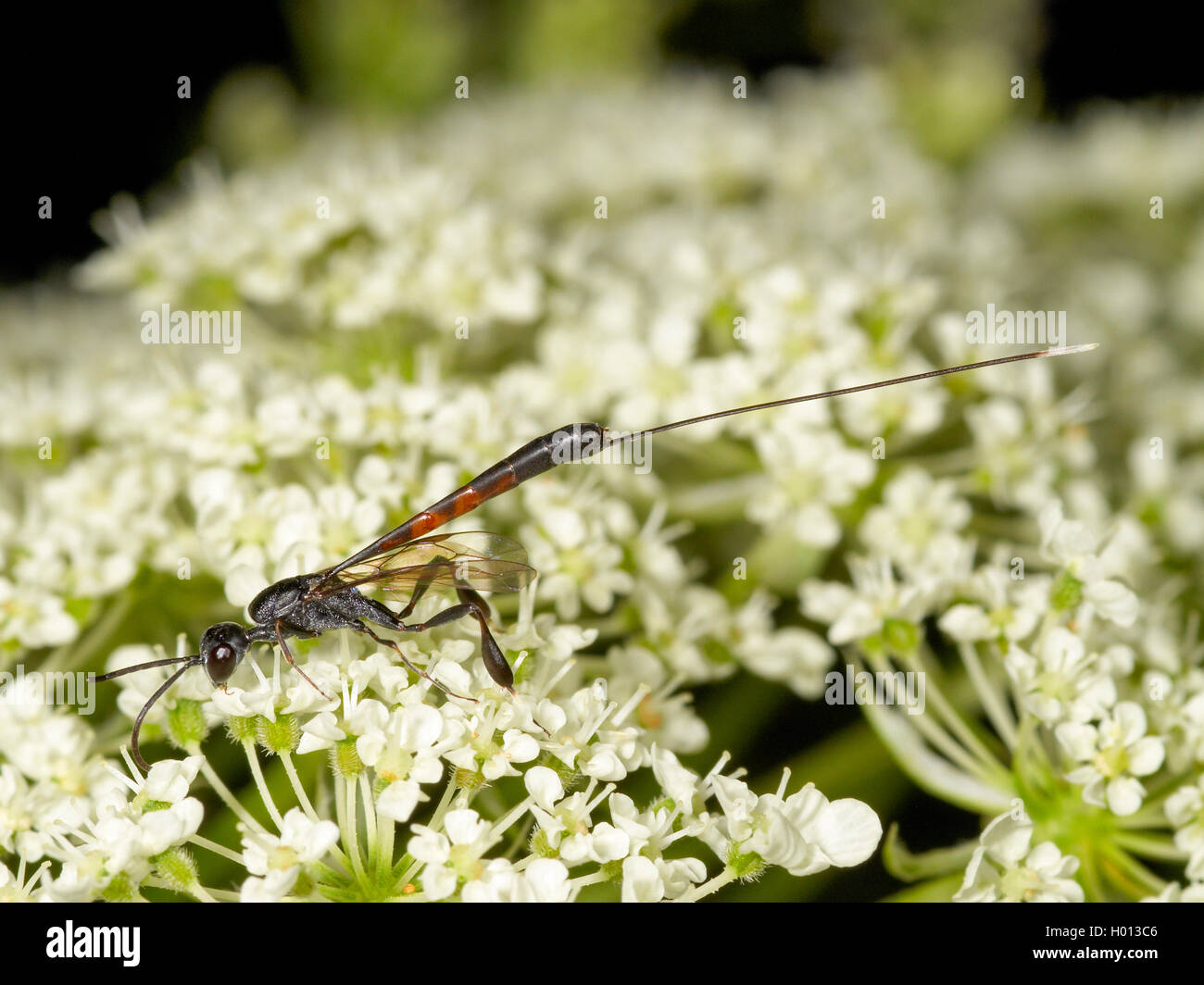 Gasteruptid wasps (Gasteruption assectator), female foraging on Wild ...