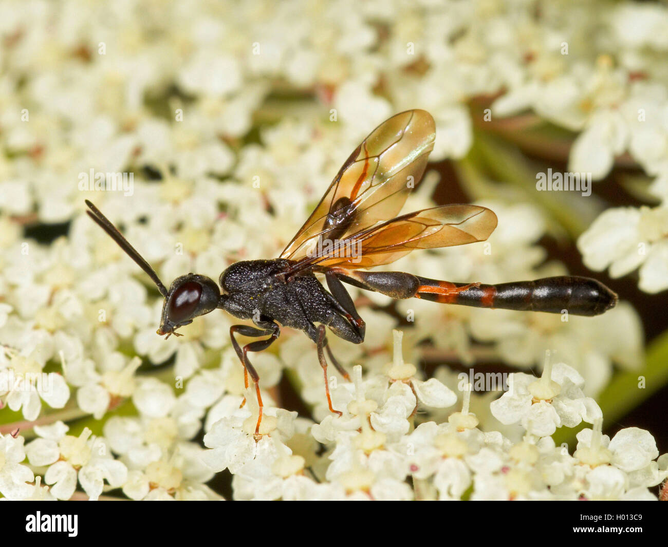 Carrot wasps hi-res stock photography and images - Alamy