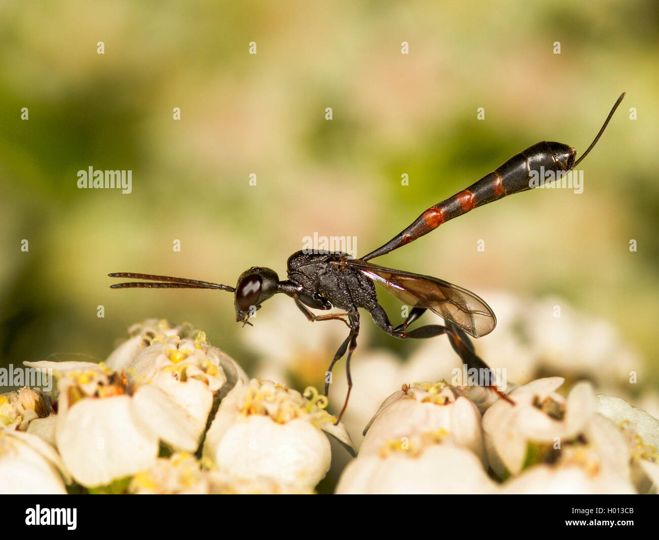 Gasteruptid wasps (Gasteruption undulatum), female foraging on Common ...