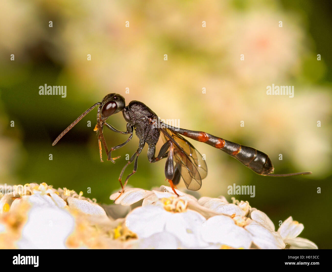 Gasteruptid wasps (Gasteruption undulatum), female grooming on Common ...