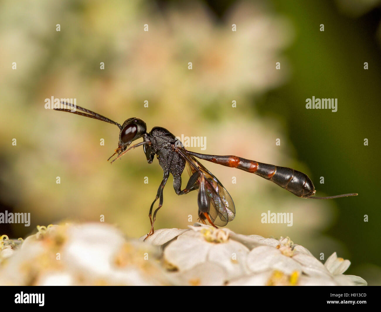Gasteruptid wasps (Gasteruption undulatum), female grooming on Common ...