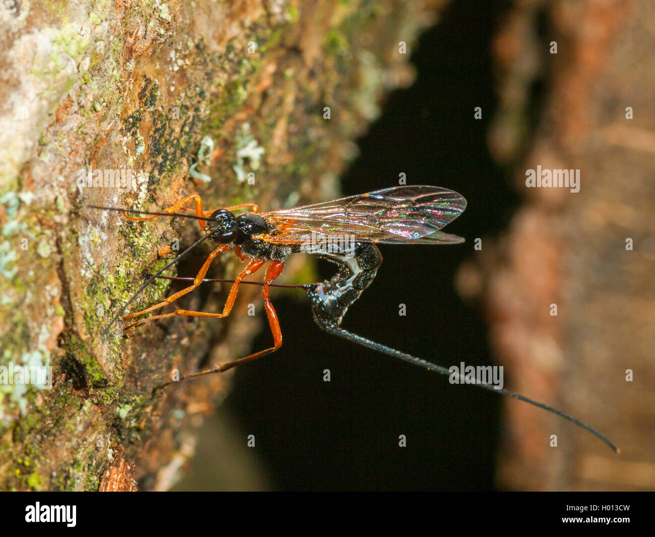 ichneumon flies, ichneumons (Ichneumonidae), Egg deposition by female ...