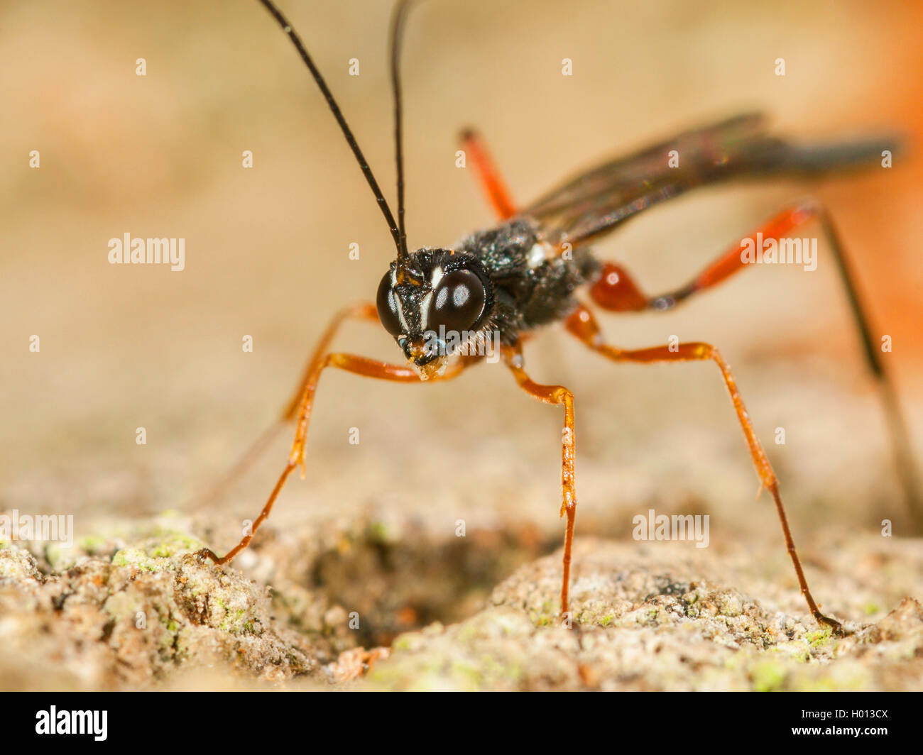 ichneumon flies, ichneumons (Ichneumonidae), Portrait of male on ...