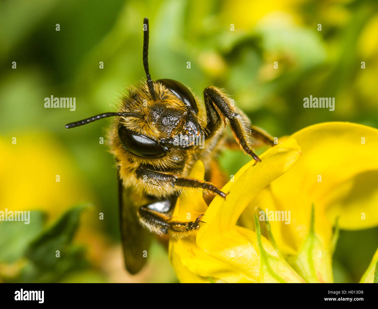 Common leafcutter bee, common leafcutting bee, rose leaf-cutting bee ...