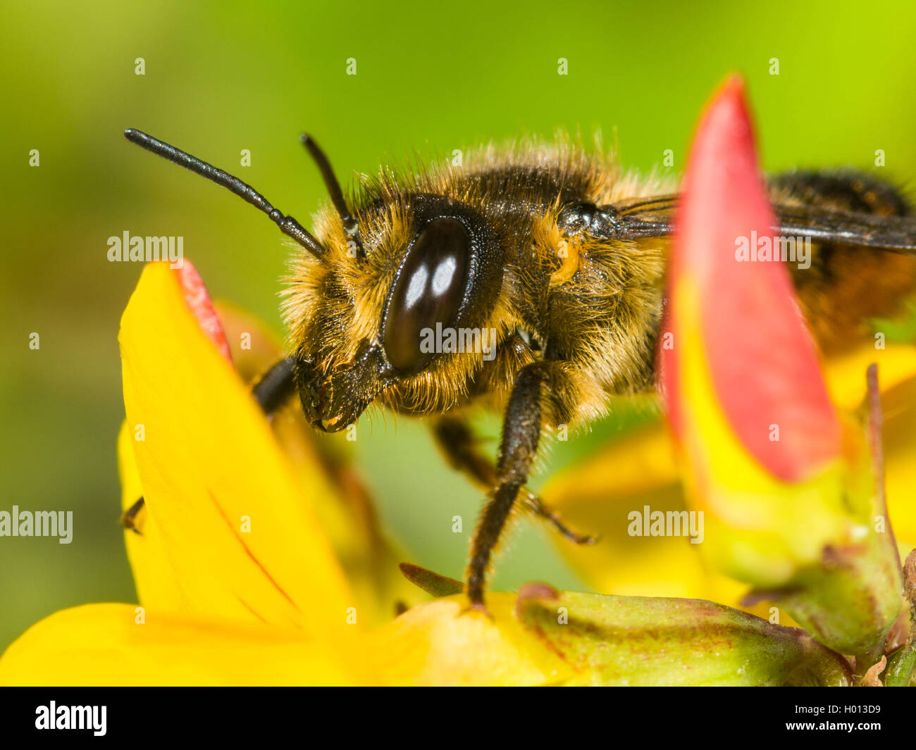 Common leafcutter bee, common leafcutting bee, rose leaf-cutting bee ...