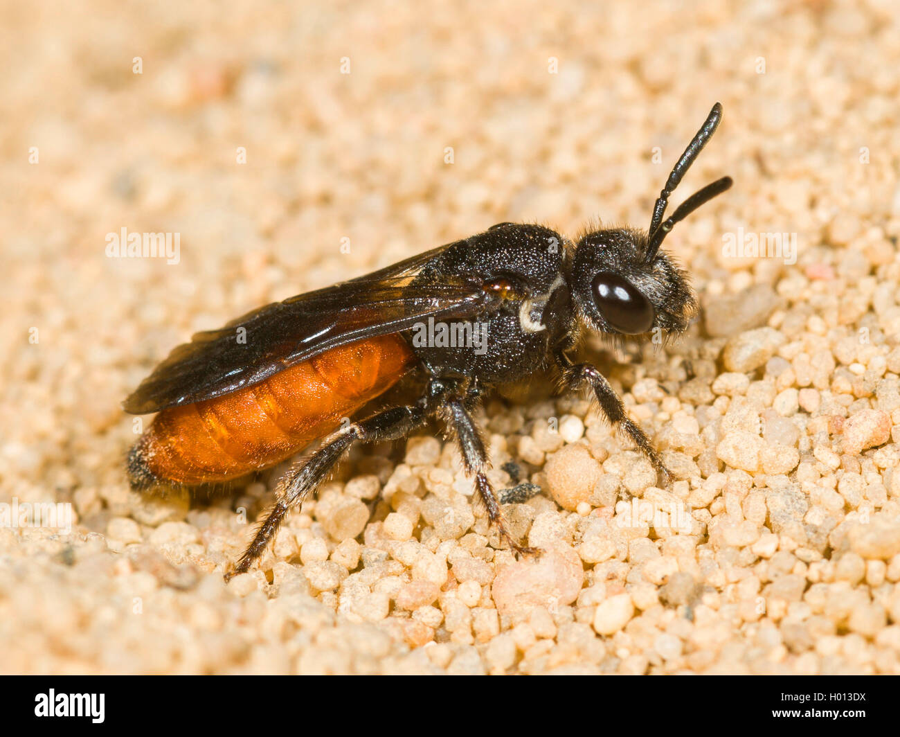 Bare-saddled Blood-bee (Sphecodes ephippius), female, Germany Stock ...