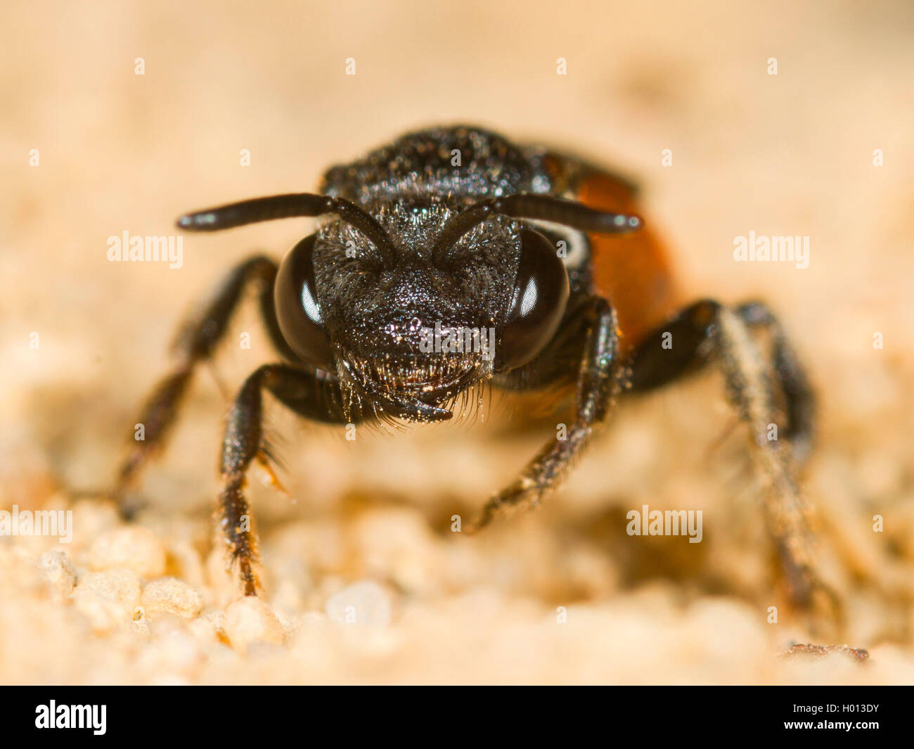 Bare-saddled Blood-bee (Sphecodes ephippius), female, Germany Stock ...