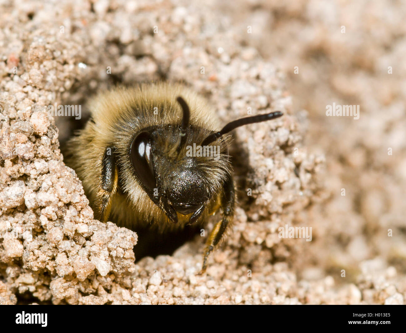 Spring Colletes (Colletes cunicularius), Female at the nest entrance ...
