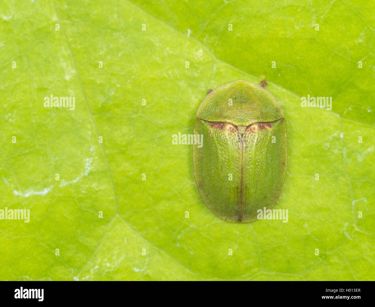 Green tortoise beetles hi-res stock photography and images - Alamy