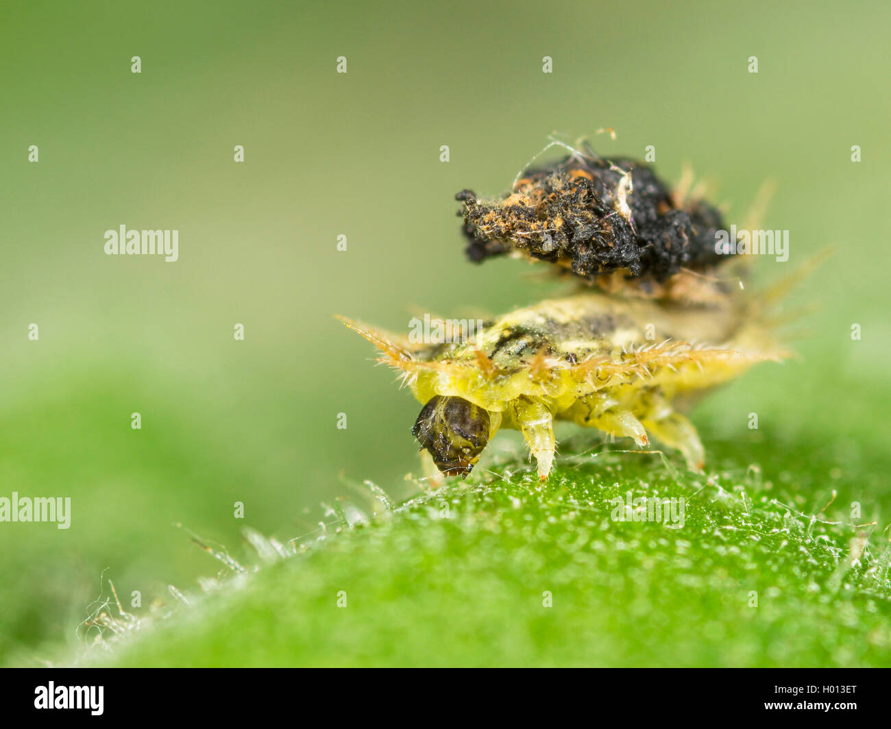 Thistle tortoise beetle (Cassida rubiginosa), Larva with excrements on ...