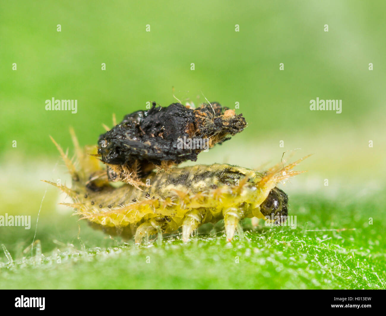 Thistle tortoise beetle (Cassida rubiginosa), Larva with excrements on ...