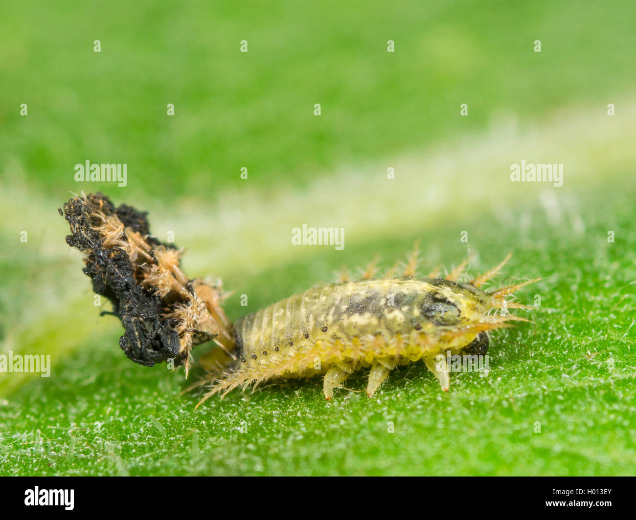 Thistle tortoise beetle (Cassida rubiginosa), Larva with excrements on ...