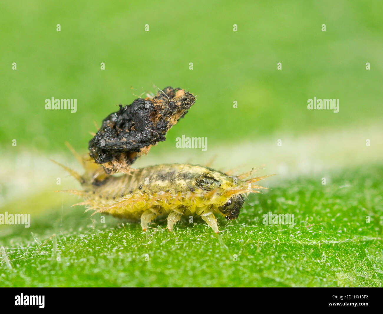 Thistle tortoise beetle (Cassida rubiginosa), Larva with excrements on ...