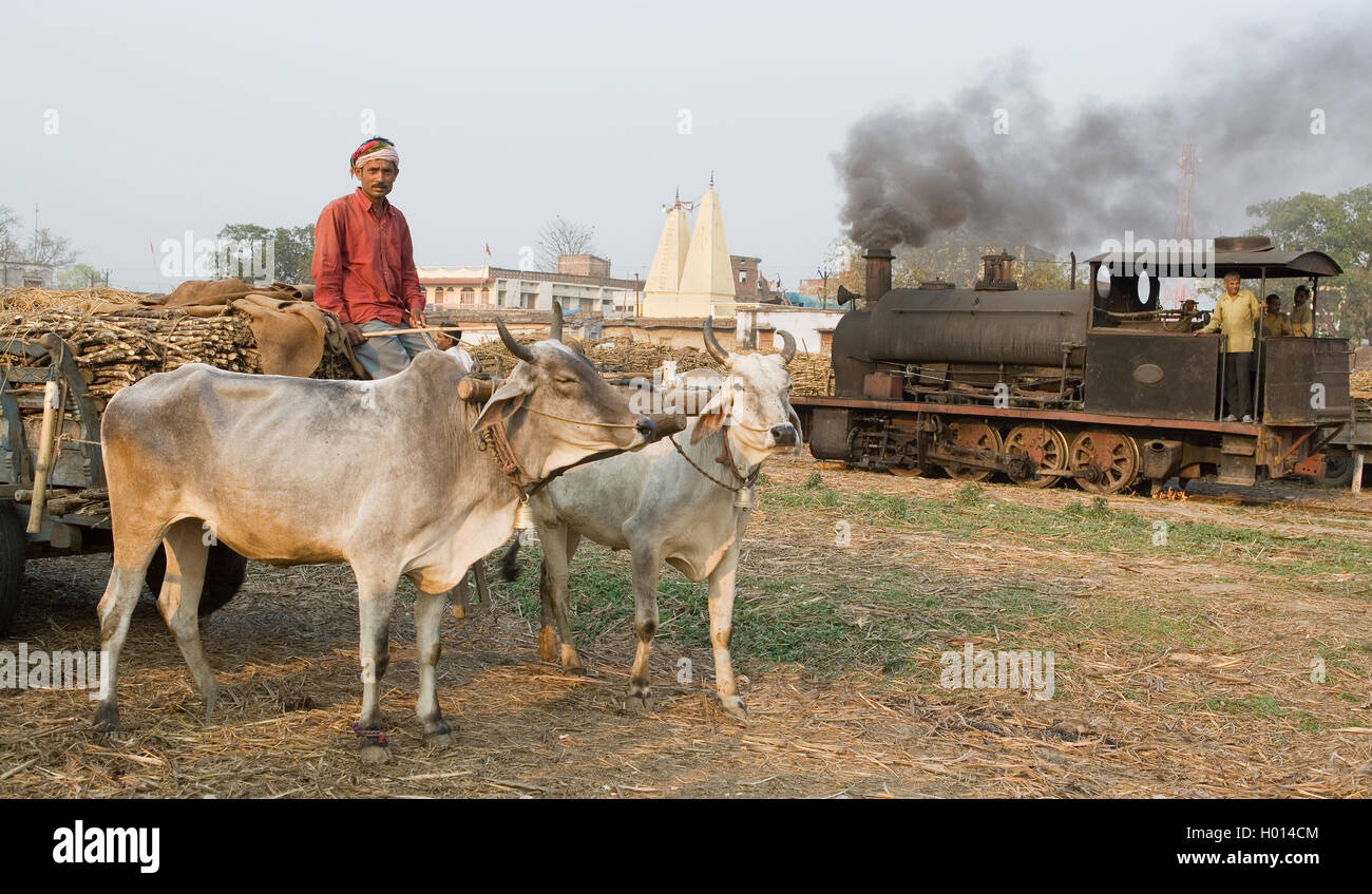 As the 2007 sugar season gets underway in Bihar, Riga Sugar Mill's ...