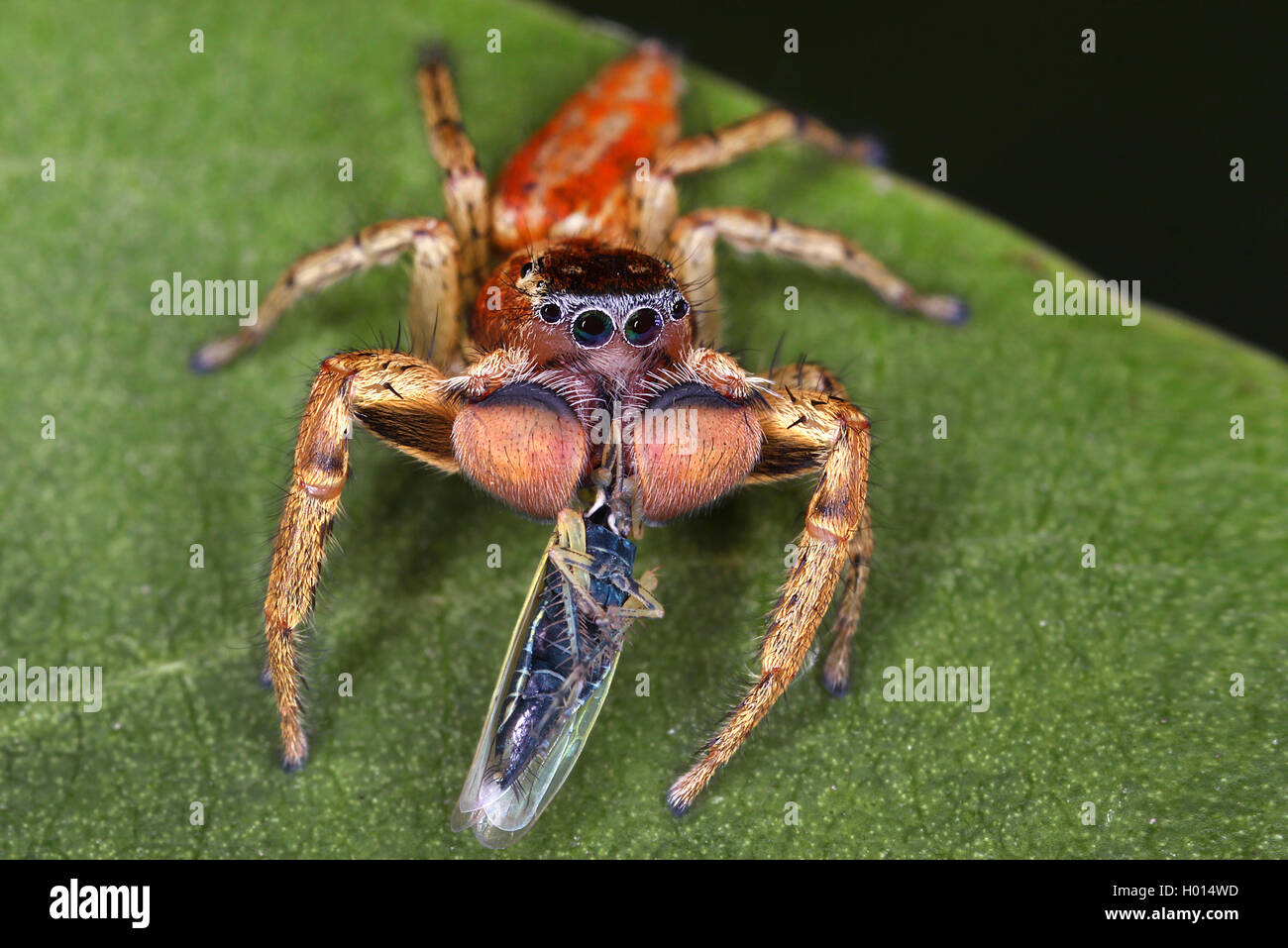 Jumping spider (Marpissa pomatia), on a leaf with caught cicada ...
