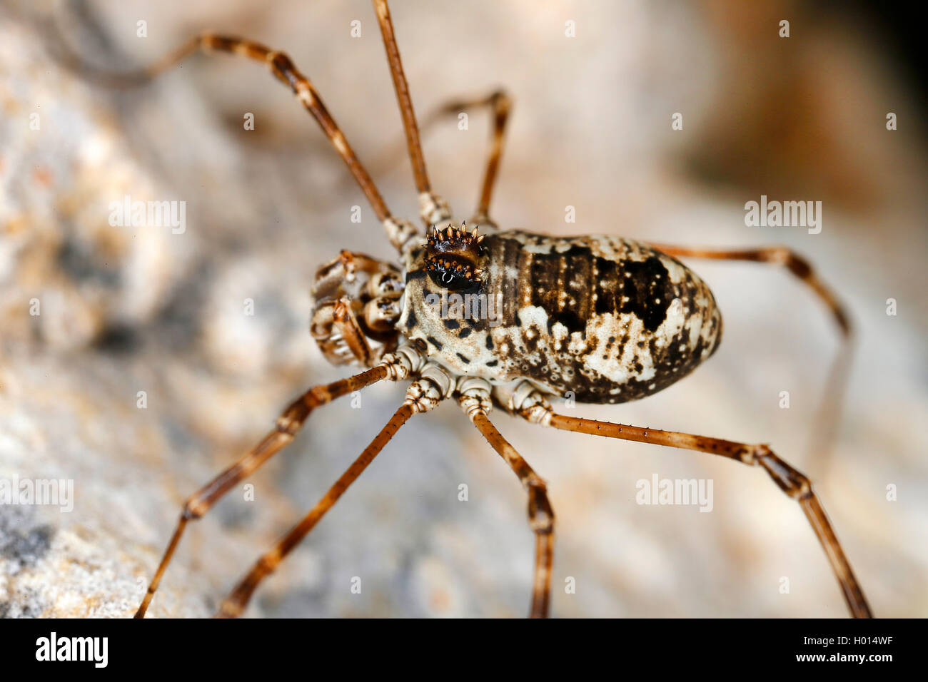 European harvestman hi-res stock photography and images - Alamy