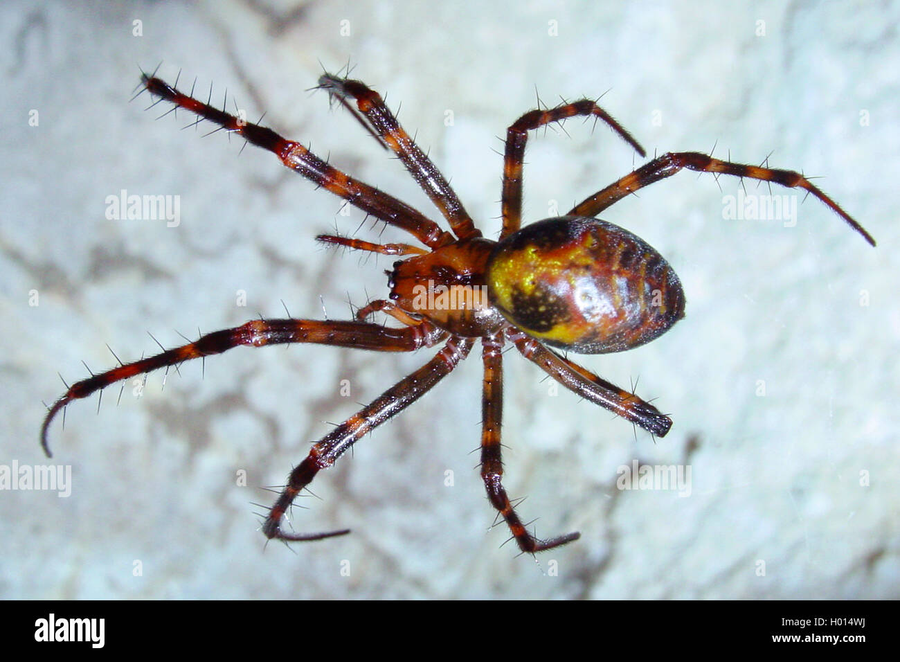 European cave spider, Orbweaving cave spider, Cave orbweaver, Cave ...