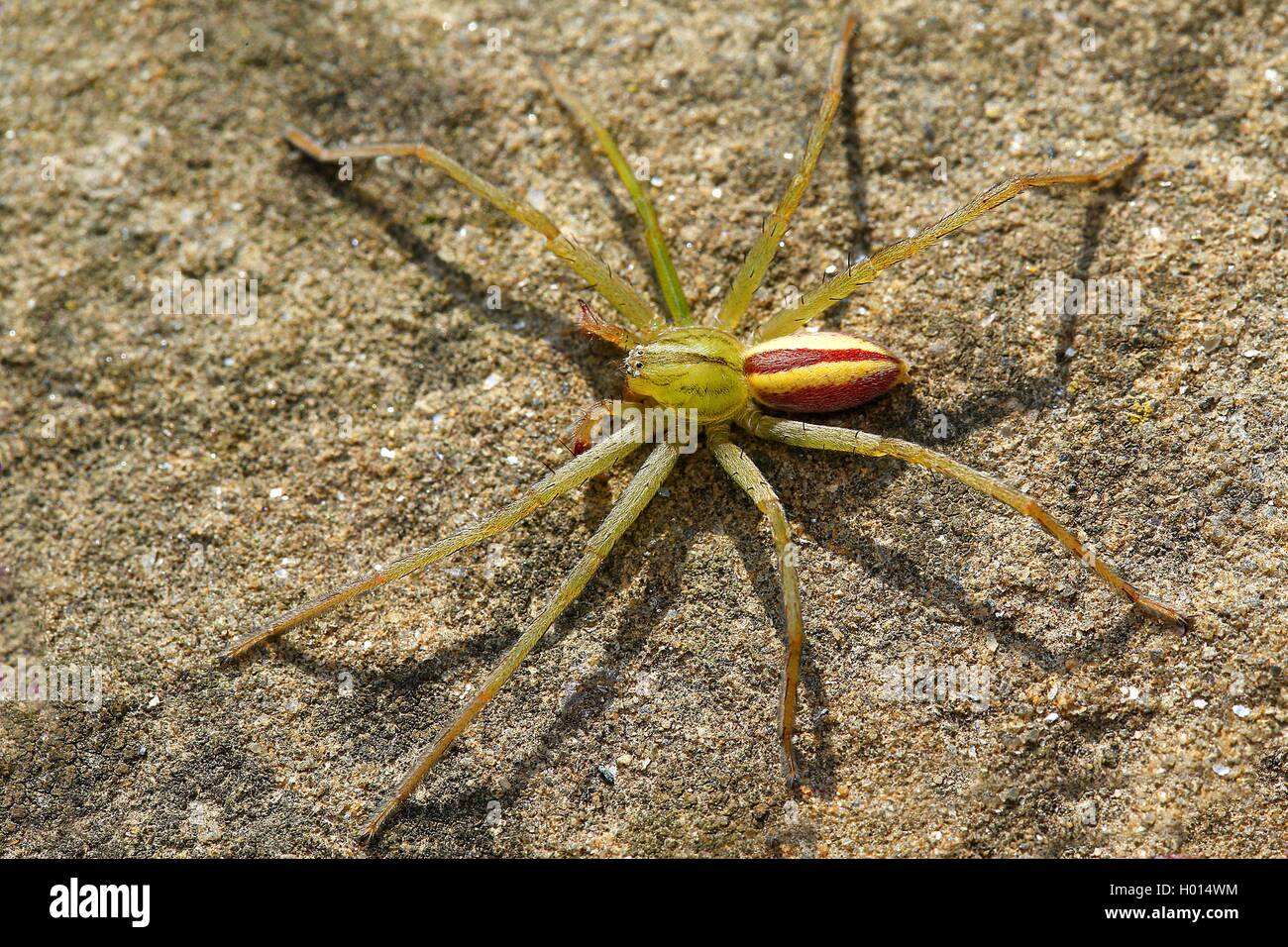 Green huntsman spider (Micrommata virescens), male, Austria Stock Photo ...
