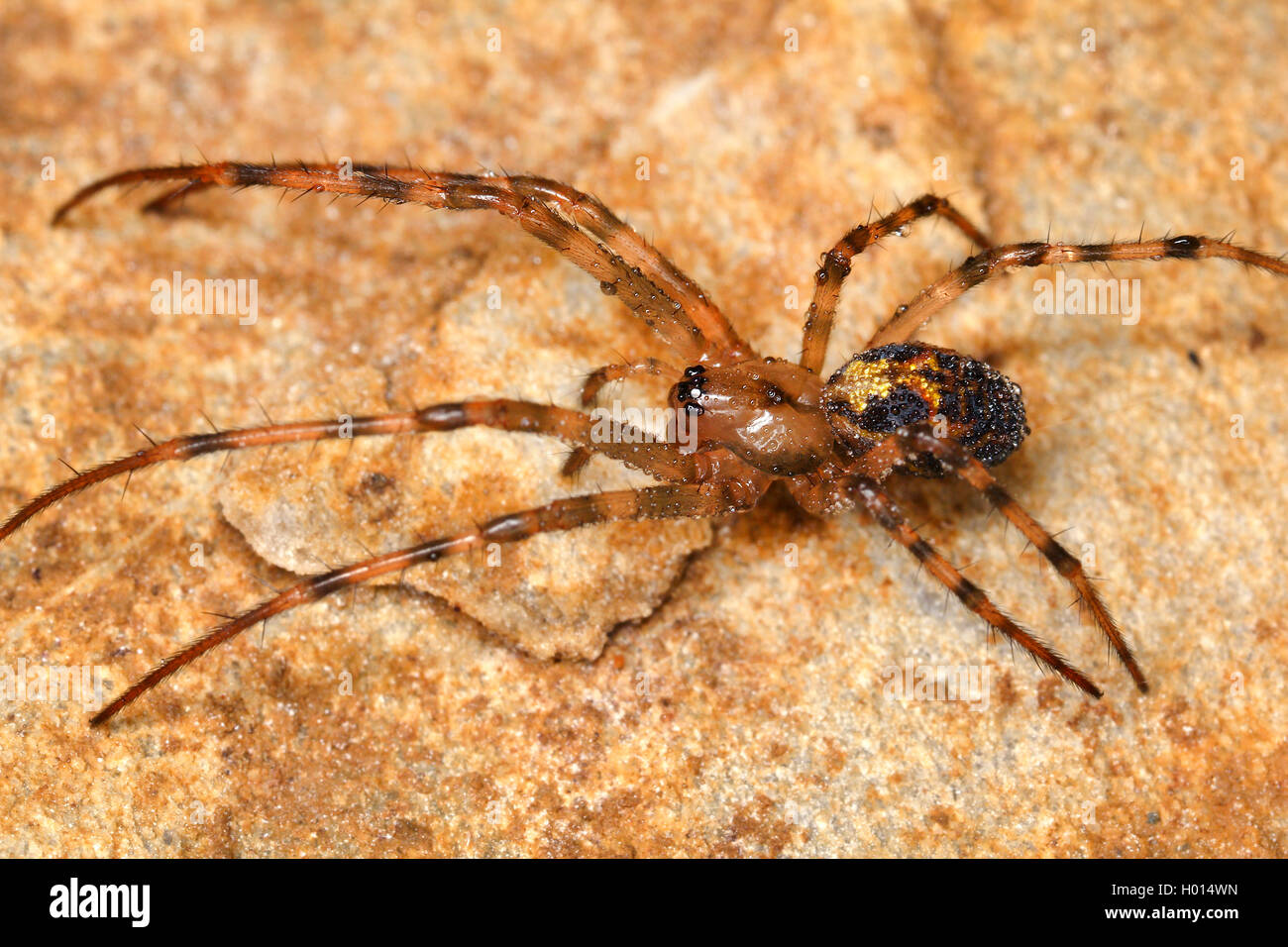 European cave spider, Orbweaving cave spider, Cave orbweaver, Cave ...