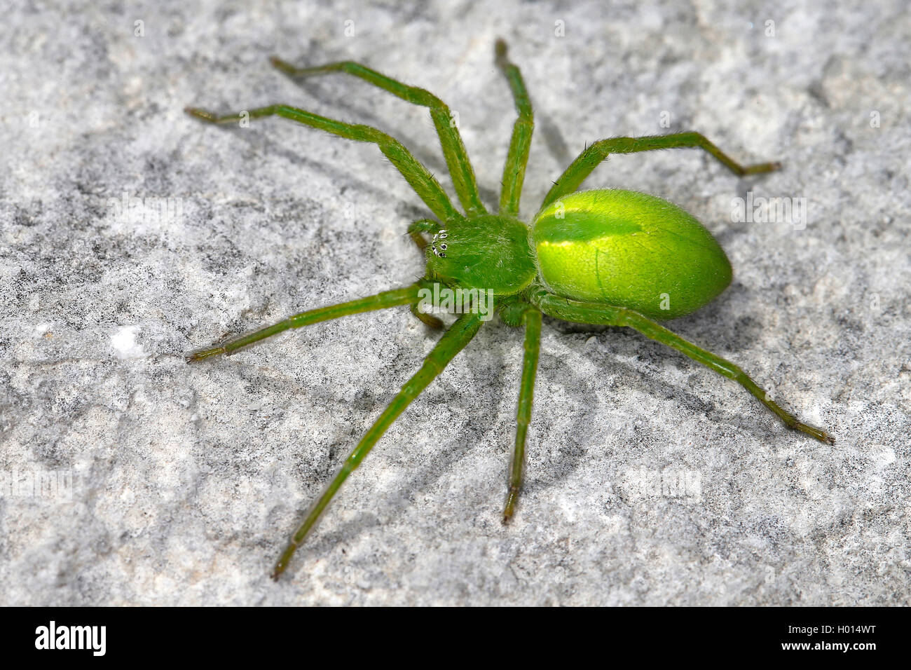 Green huntsman spider (Micrommata virescens), female, Austria Stock ...