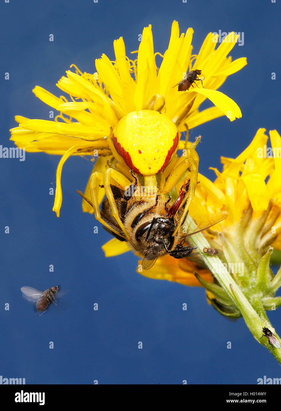 Colour composite hi-res stock photography and images - Alamy